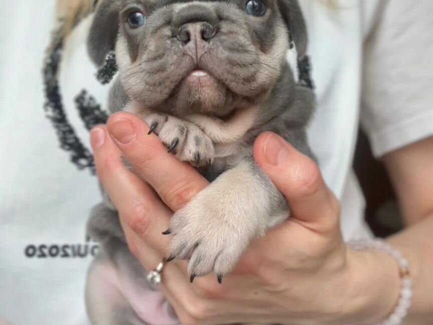 Лиловый француз