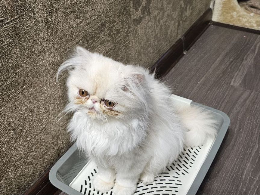 Котёнок перс в добрые руки без оплаты