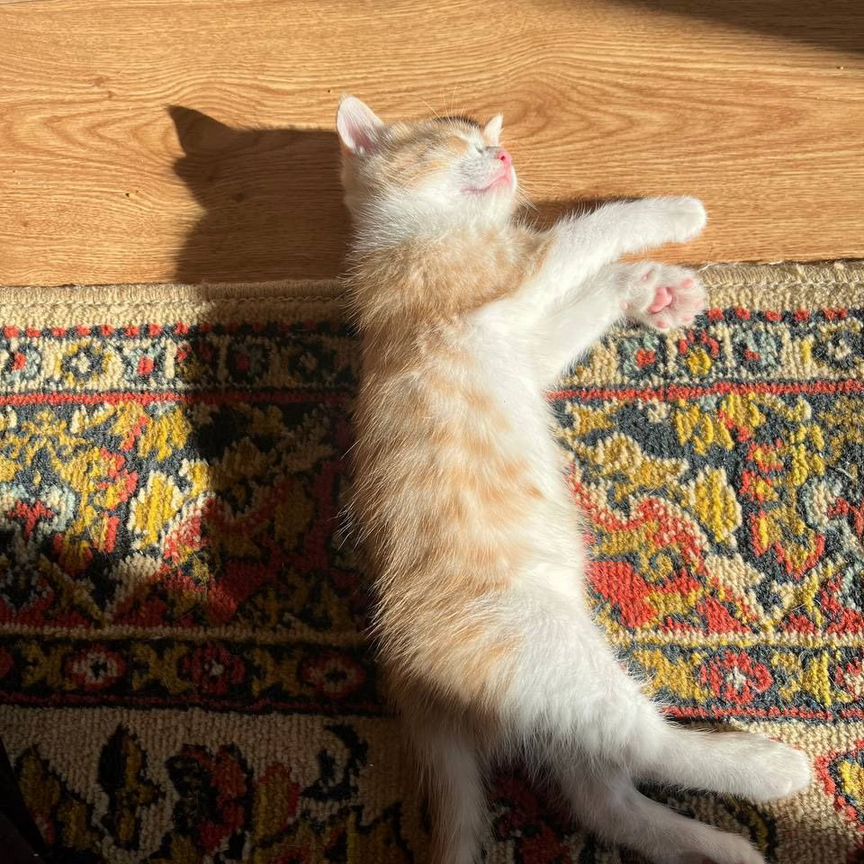 Котята 1,5 месяца