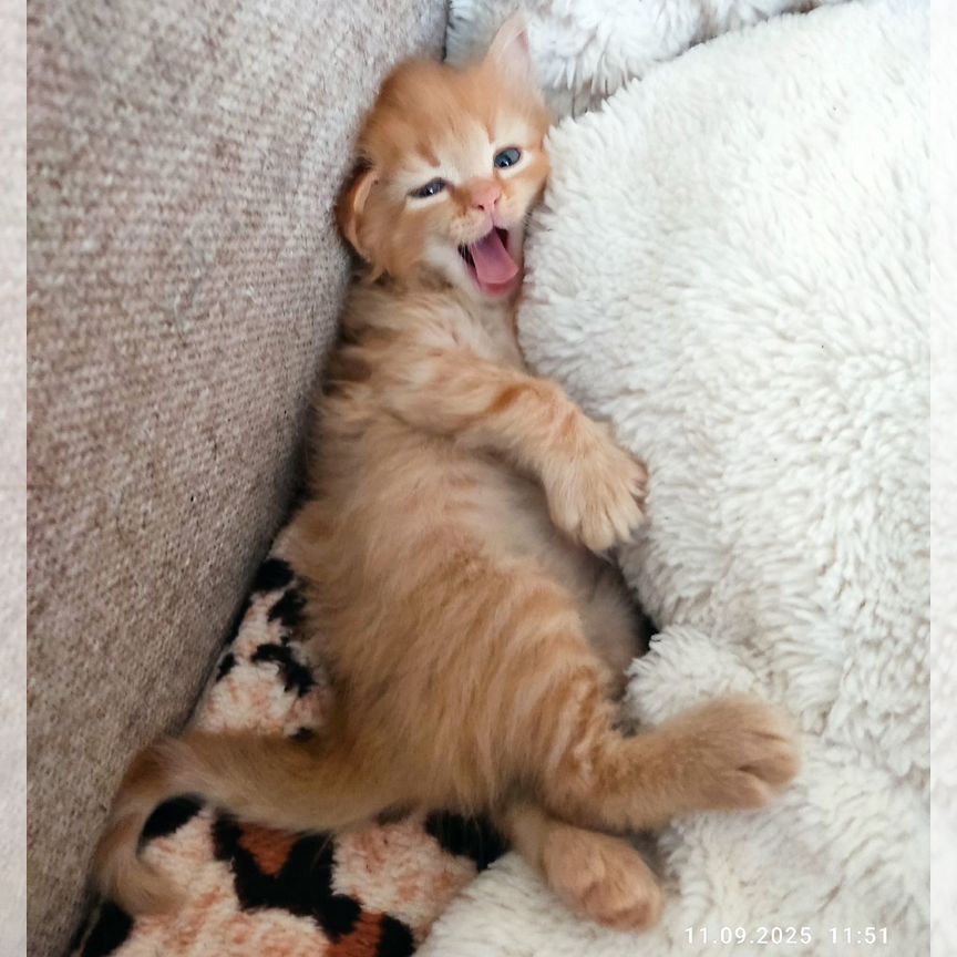 Рыжий котенок