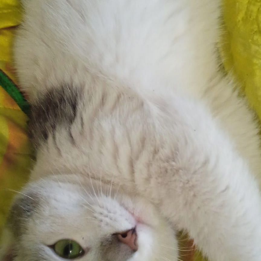 Котенок в добрые руки