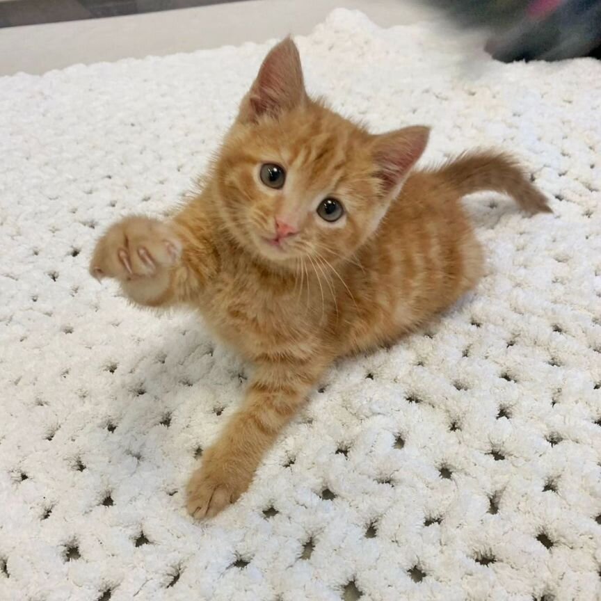 Котенок