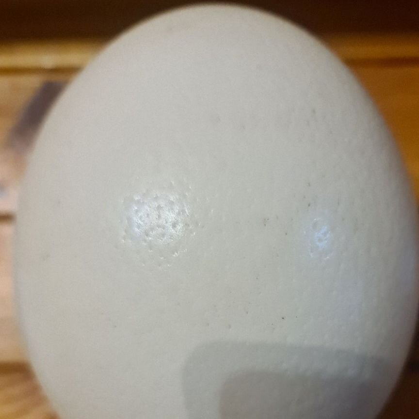 Страусиное яйцо скорлупа