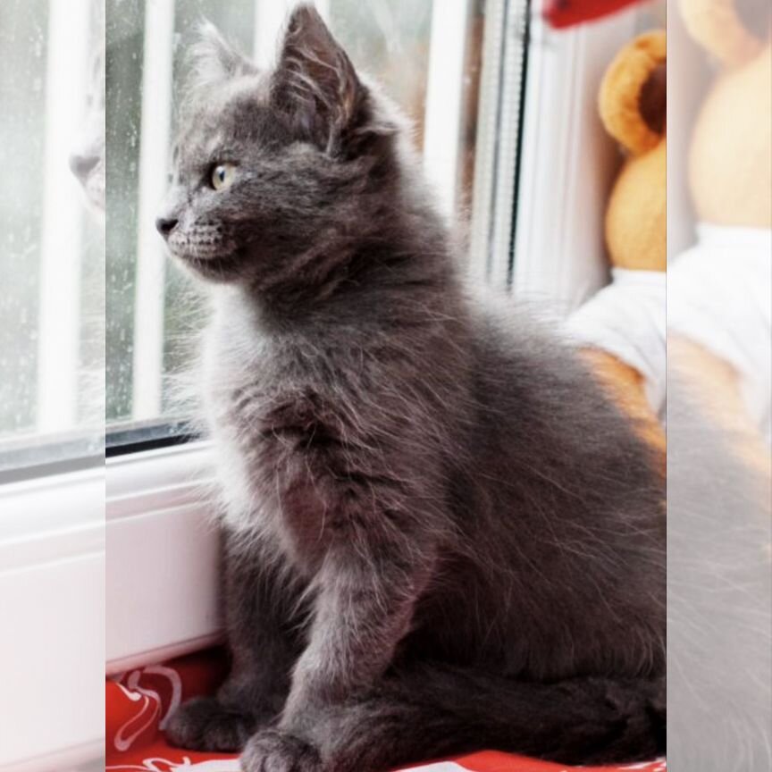 Порода смесь Британца и Нибилунг