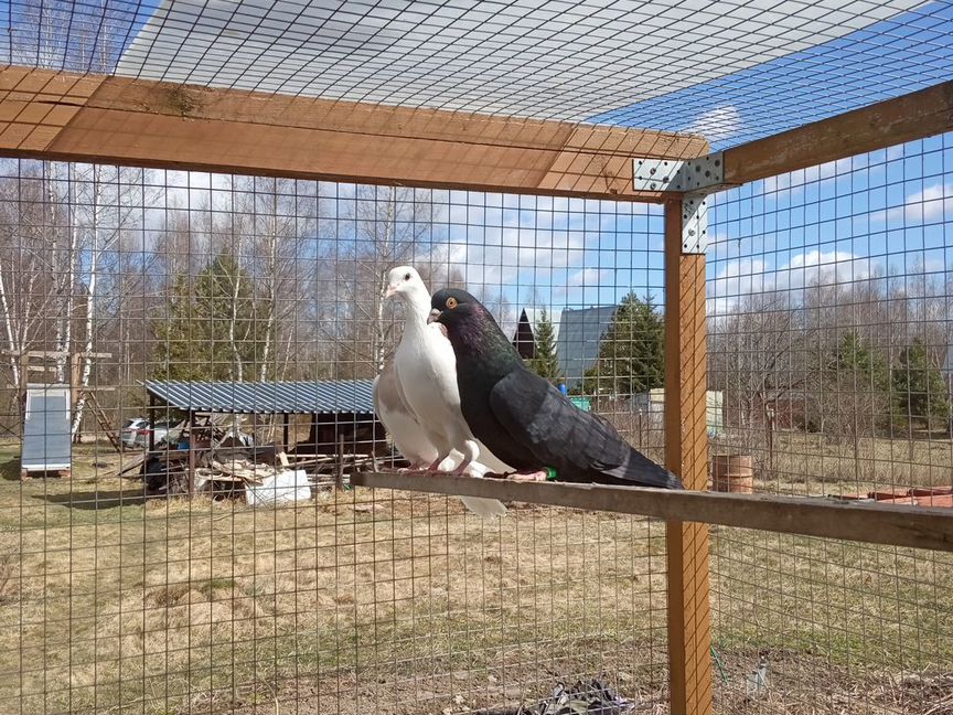 Продажа голубей