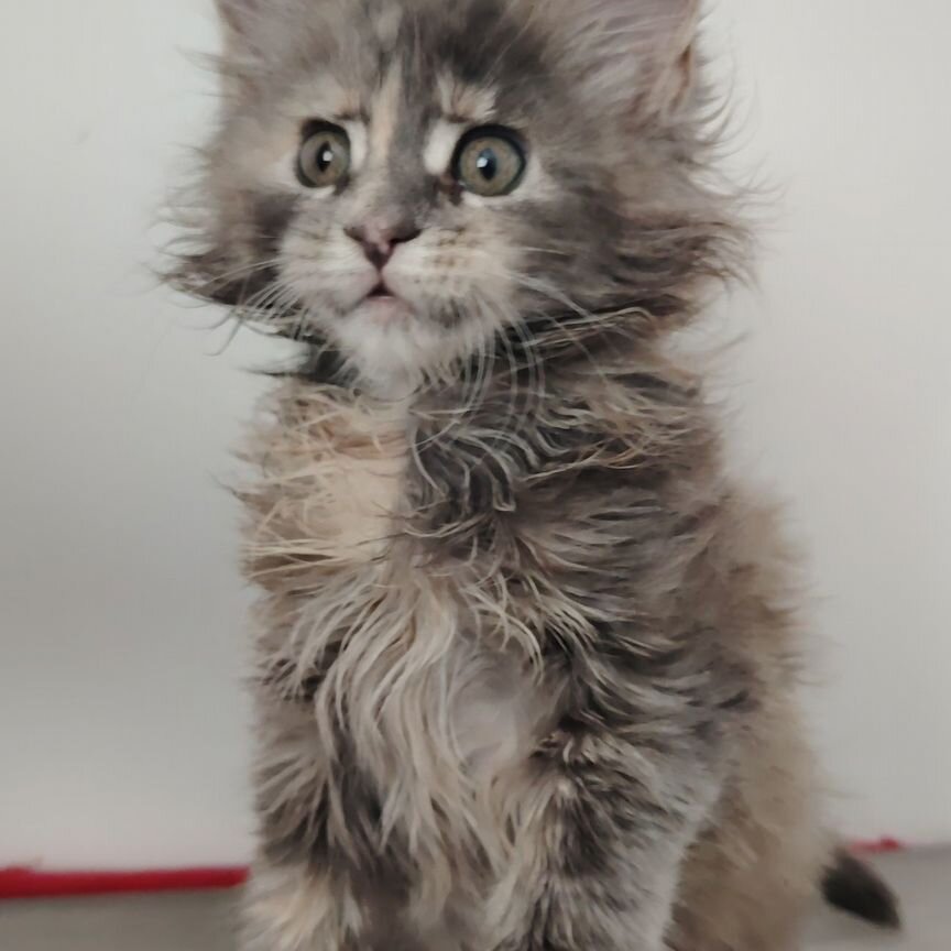 Мейн-кун. Девочка