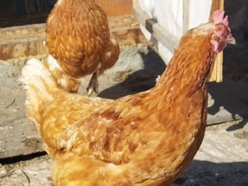Куры несушки домашние