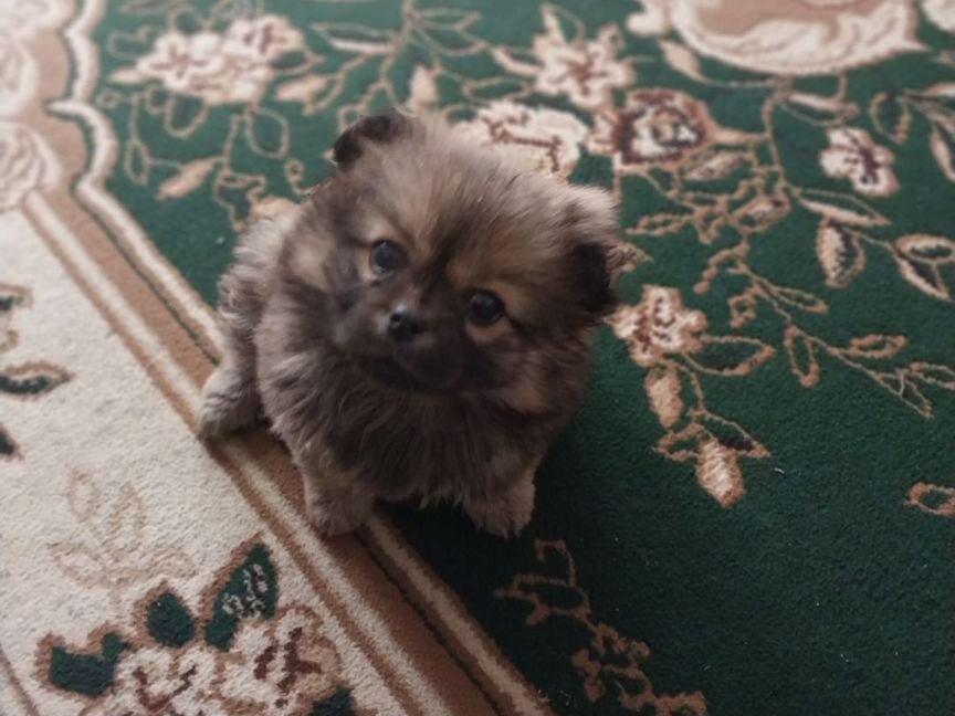 Щенок померанского шпица медвежего типа