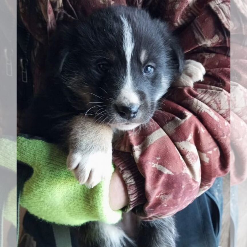 Щенок в добрые руки