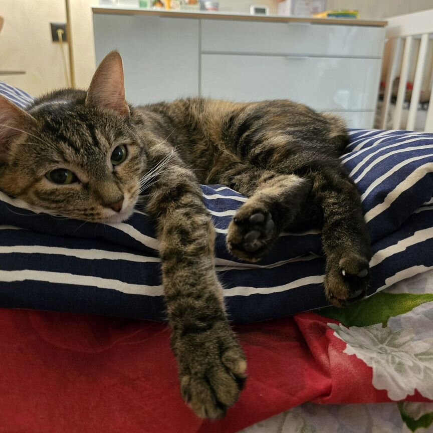 Кошка ищет семью