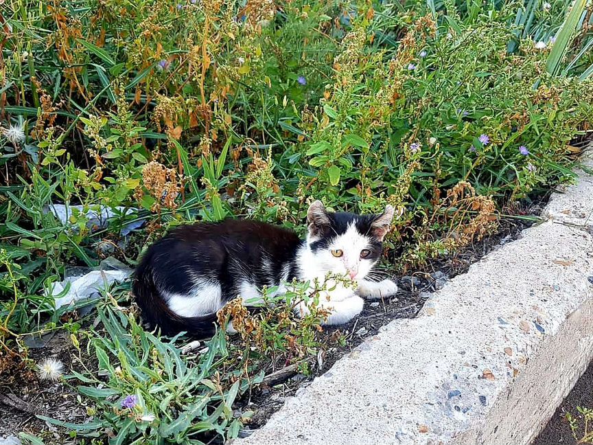 Котик в опасности