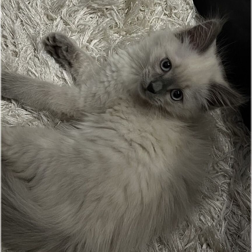 Котенок Невской Маскарадной