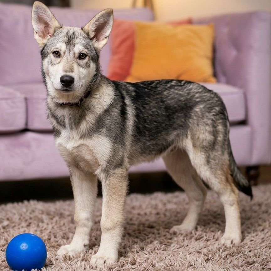 Щенок в добрые руки