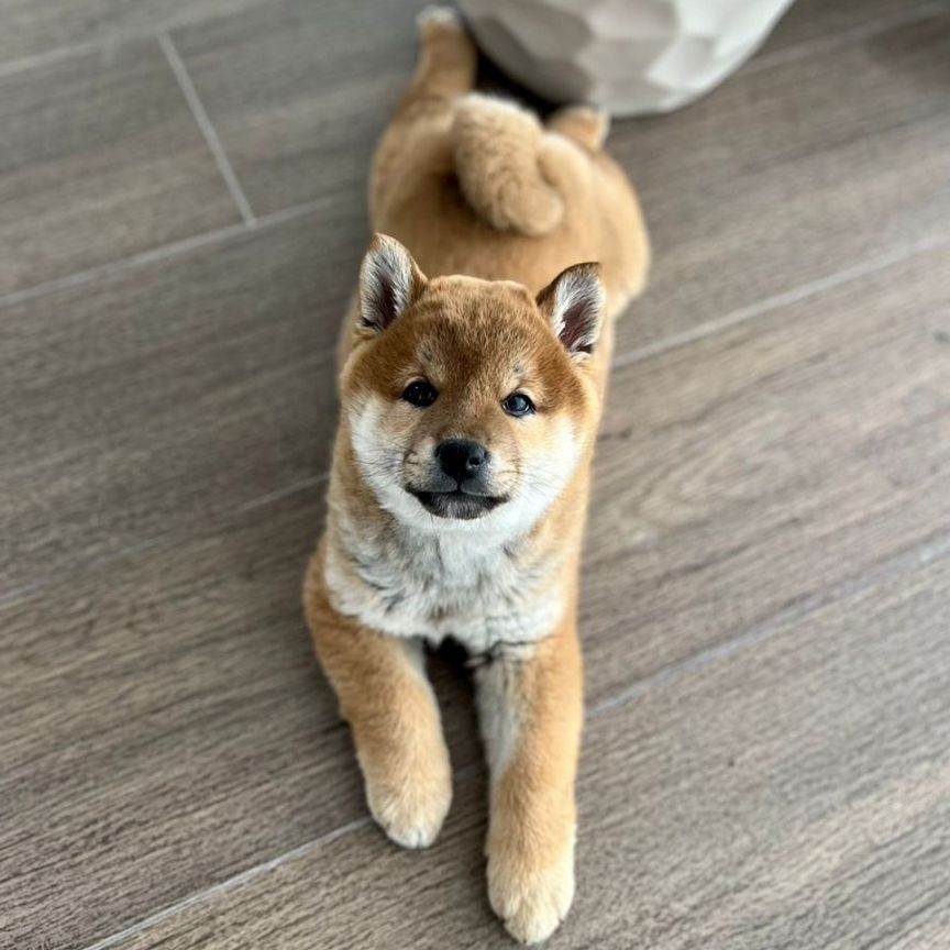 Щенки сиба ину