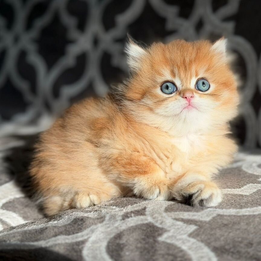 Британский короткошёрстный котёнок