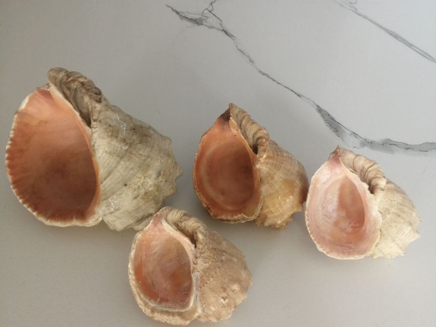 Морские раковины