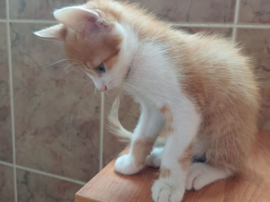 Кошты в дар бесплатно