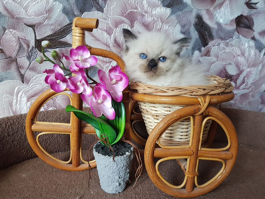 Сибирские котята