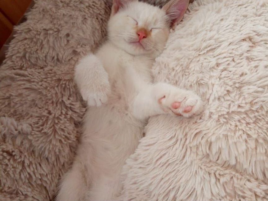 Котята