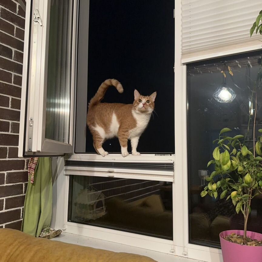 Отдам кота в добрые руки бесплатно