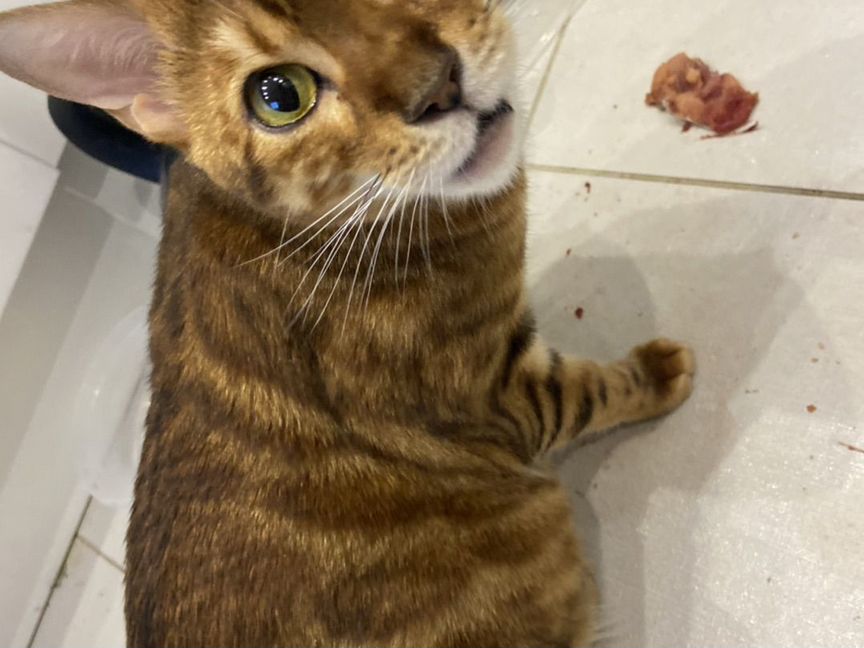 Кошка бенгальская