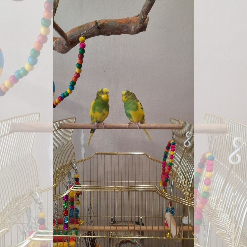 Волнистый попугай