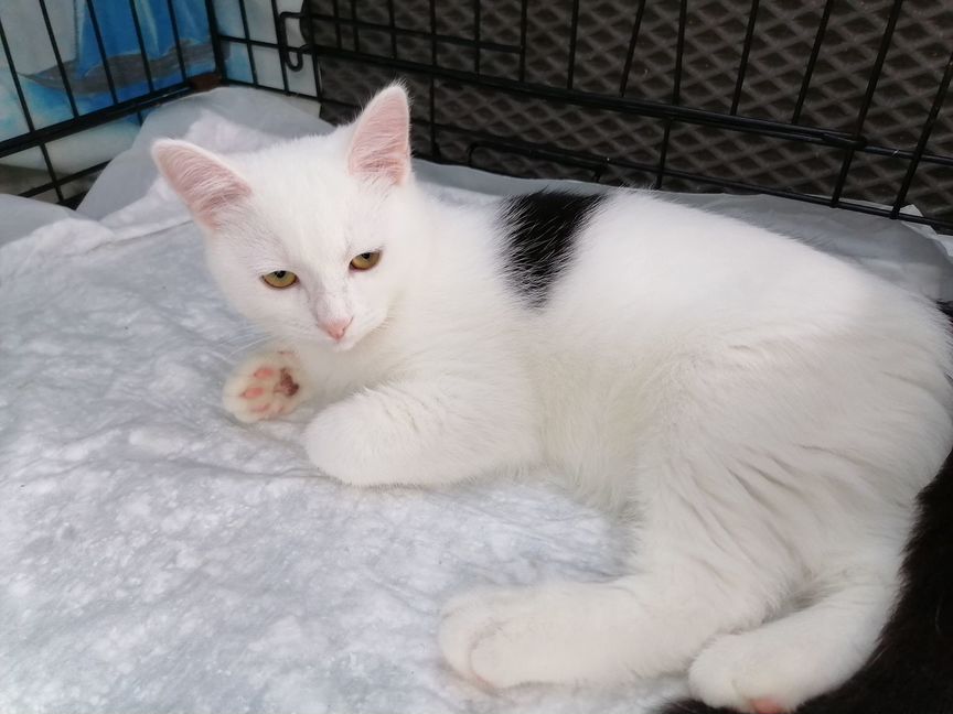 Вениамин(Веня) с шерстью песца ищет дом