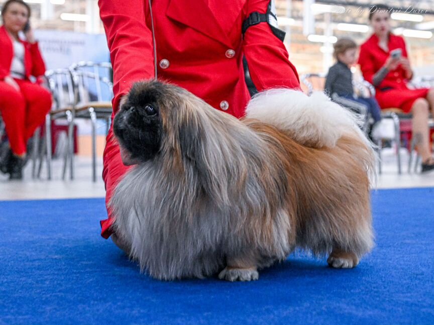 Пекинес вязка