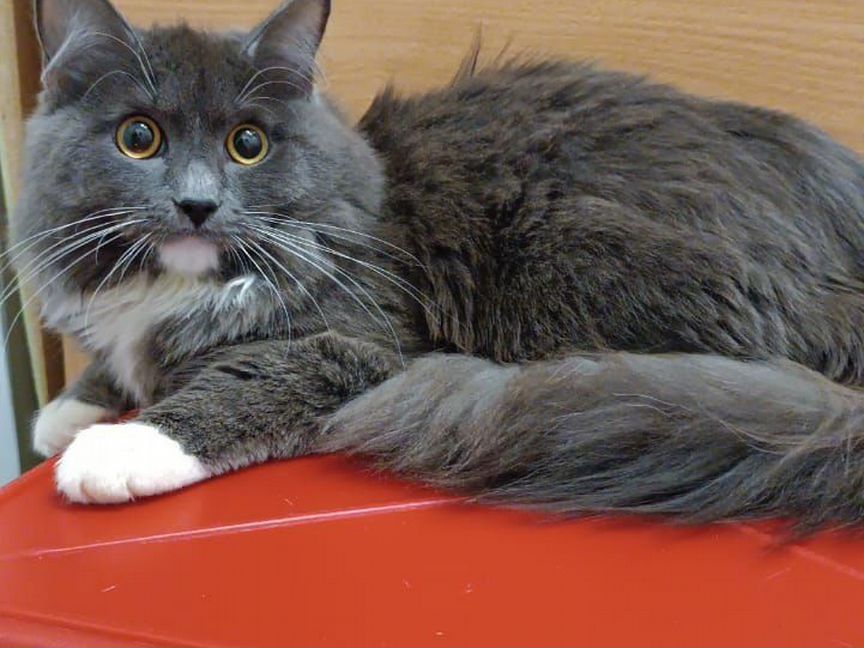 Котик в добрые руки