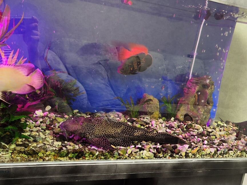 Аквариумные рыбки