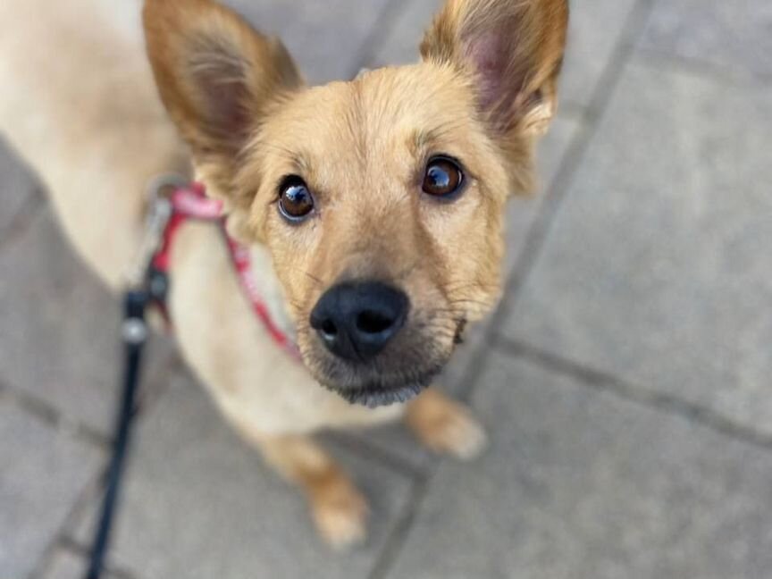 Солнечная лисичка ищет дом в дар