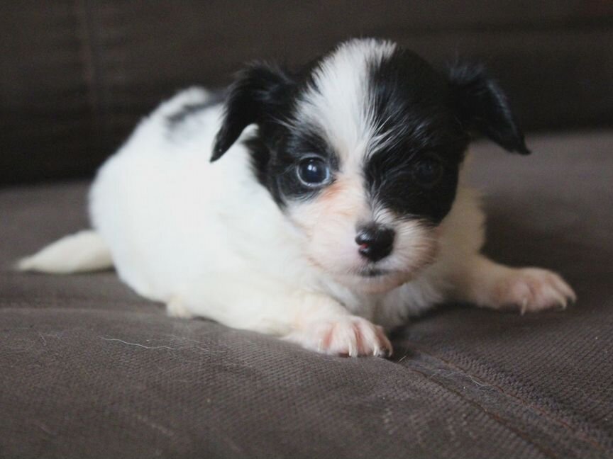 Девочка континентального той спаниеля