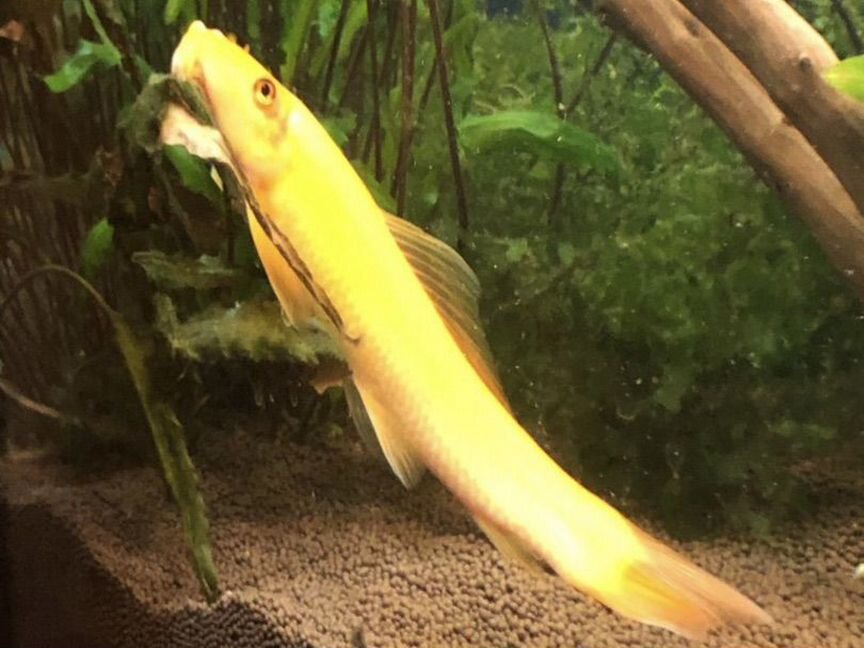 Гиринохейлус сиамский