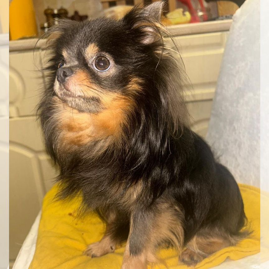 Чихуахуа, вязка