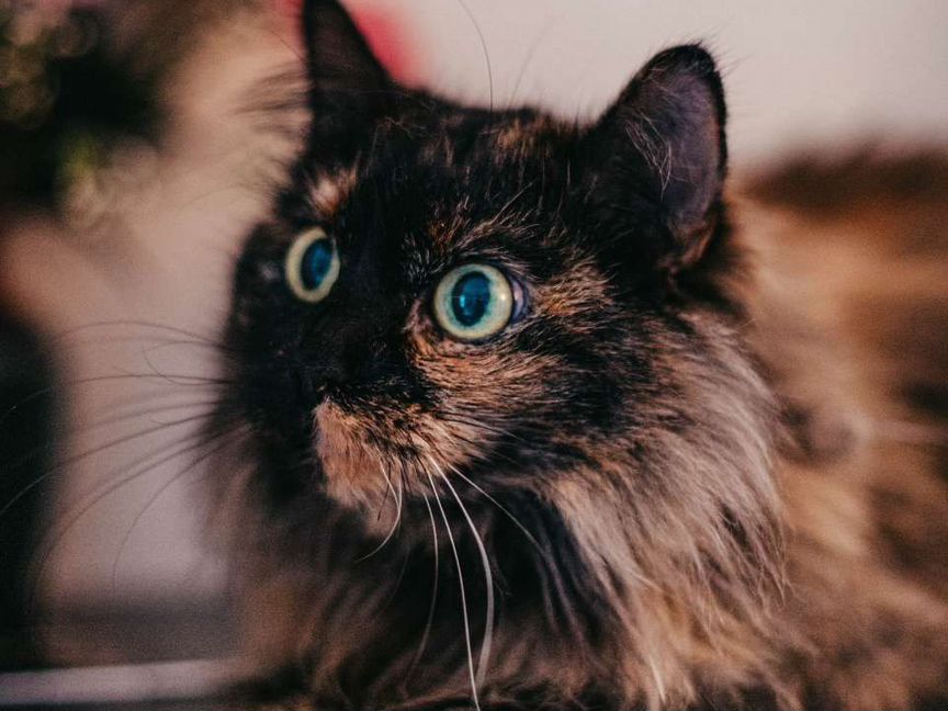 Кошка Триша