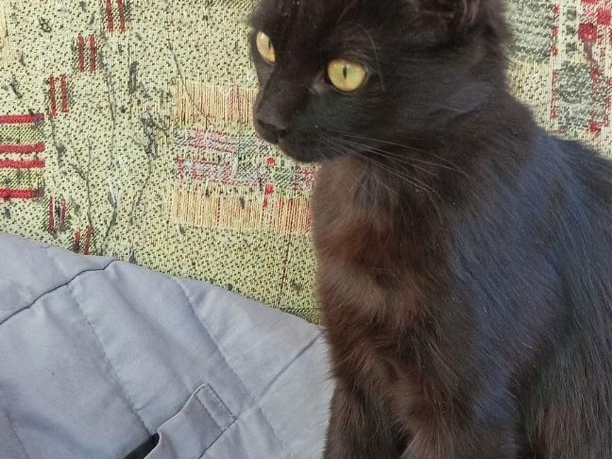 Черный котенок в добрые руки