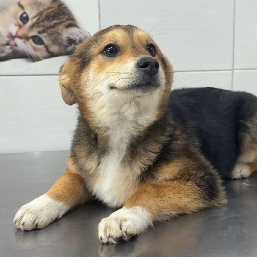 Щенок в добрые руки