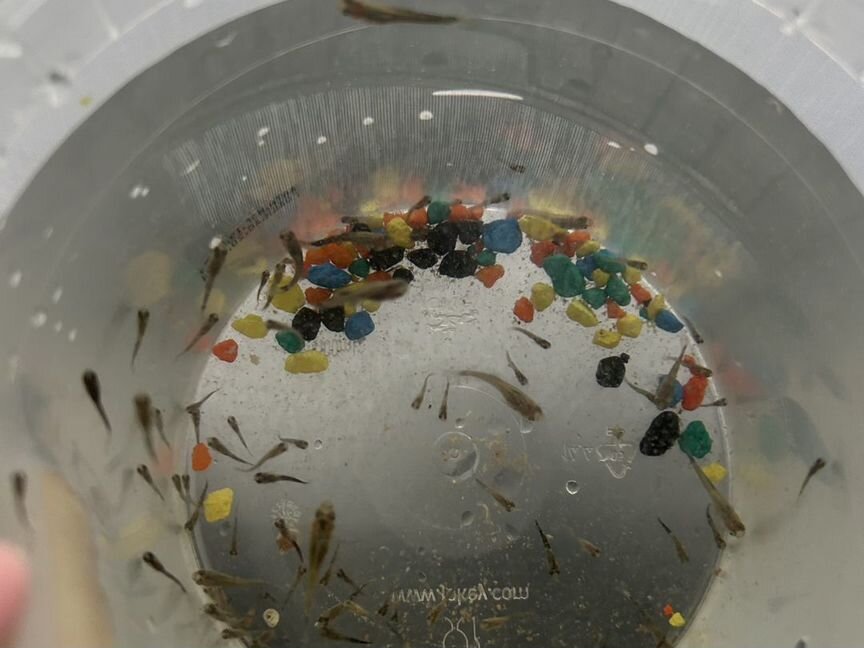 Мальки гуппи