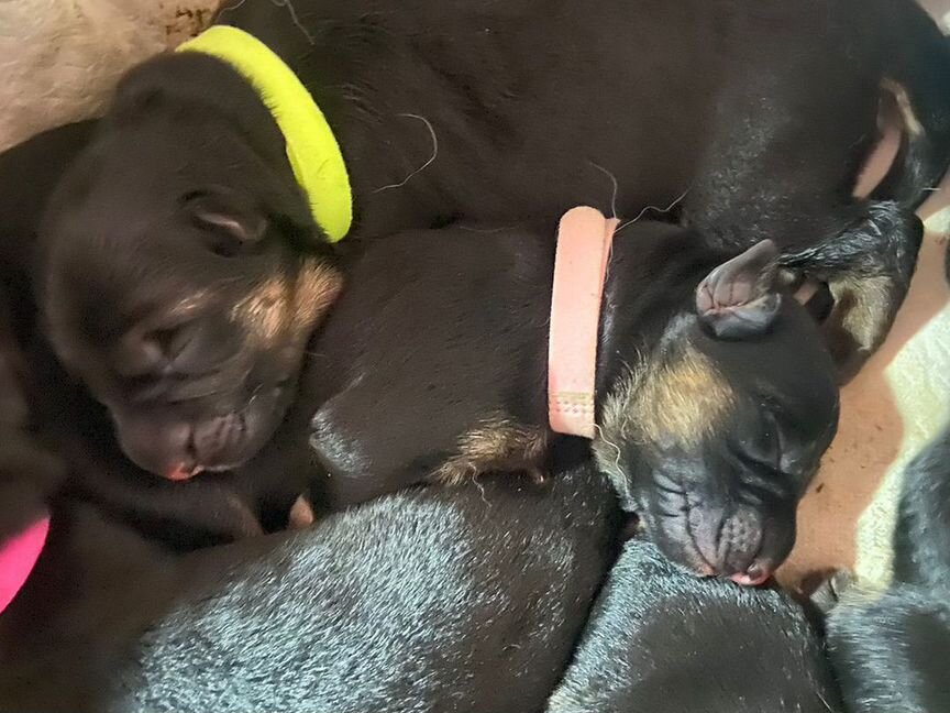 Щенки немецкой овчарки