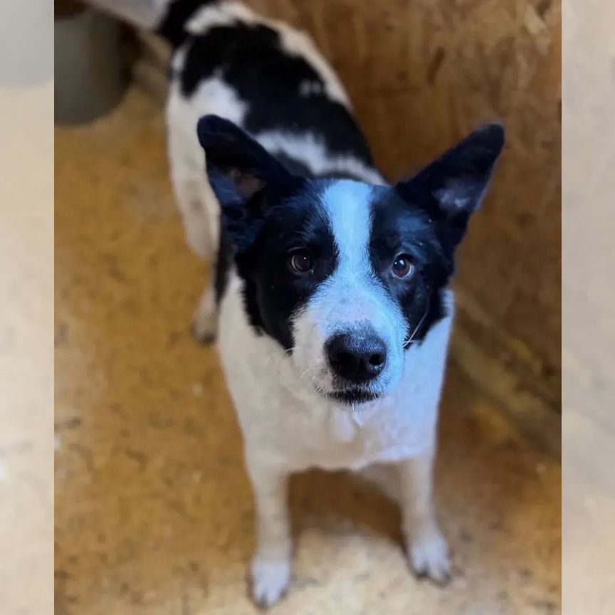 Взрослая собака в добрые руки