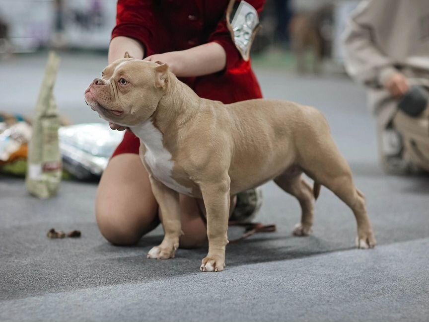 Американский булли сука шоу формат