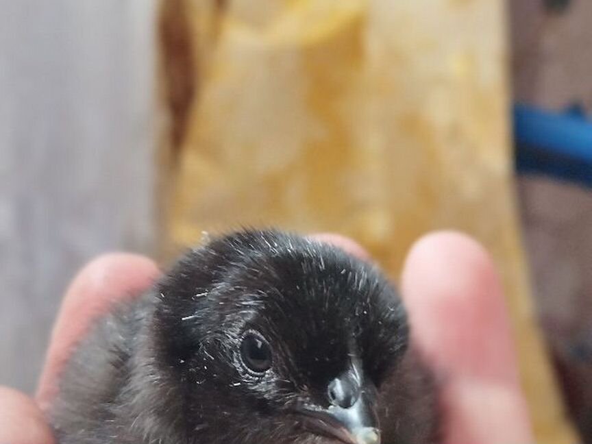 Цыплята уйхейлюй, лакиданзи, брама