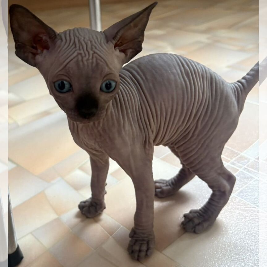 Канадский сфинкс котёнок