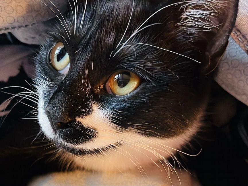 Котенок девочка 5 -6 мес