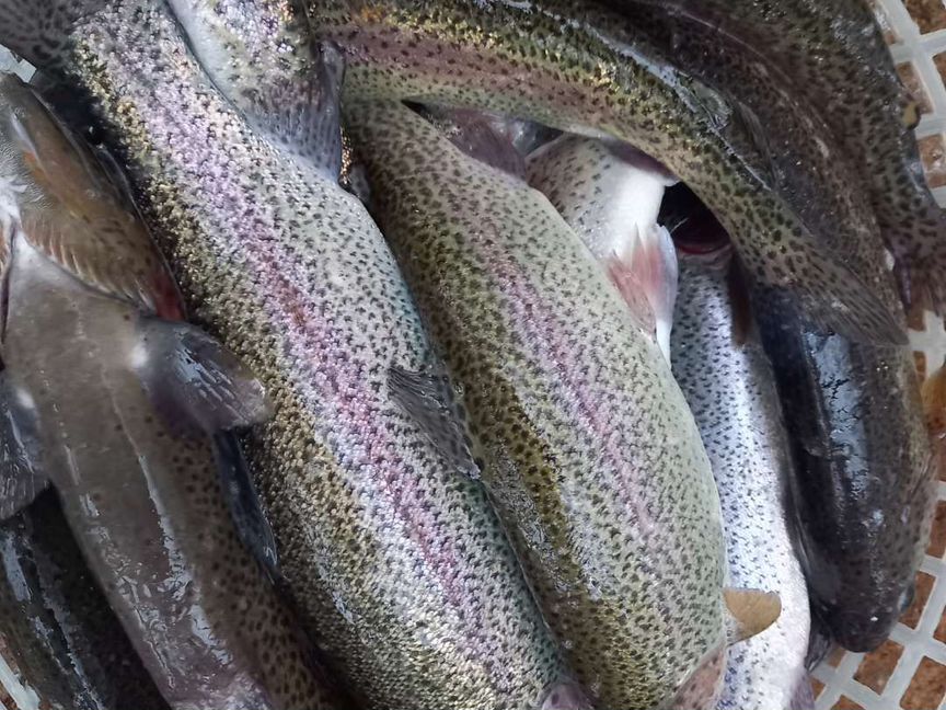 Продаю рыба форель