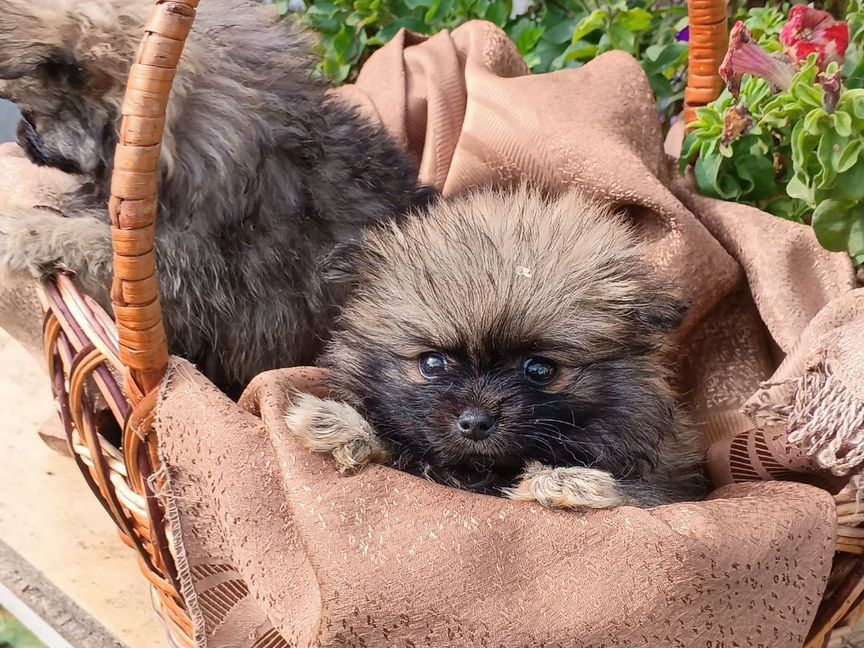 Померанский шпиц