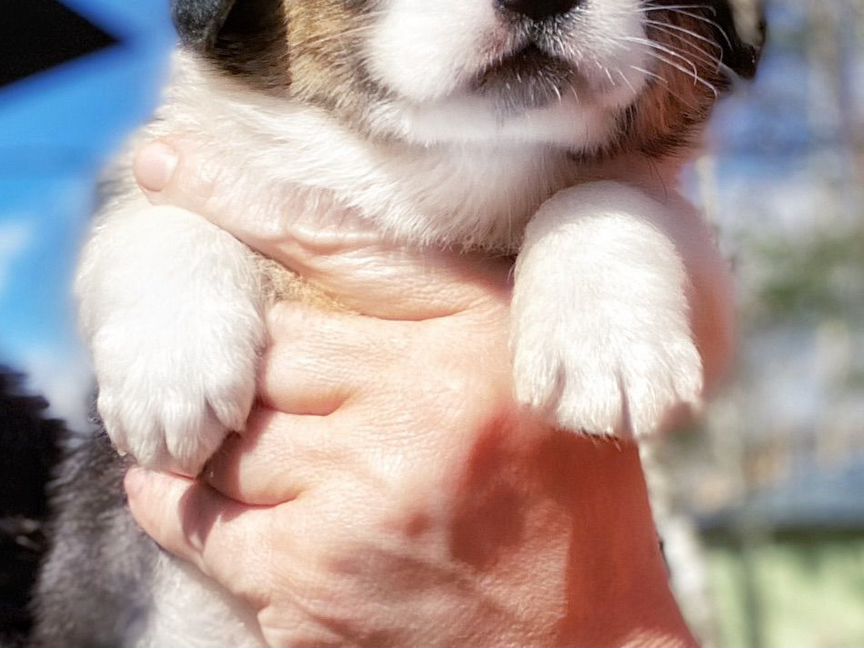 Вельш корги кардиган (бронь,доставка)