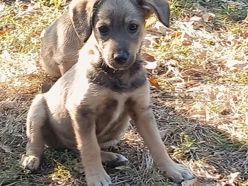 Собака в добрые руки отдам бесплатно