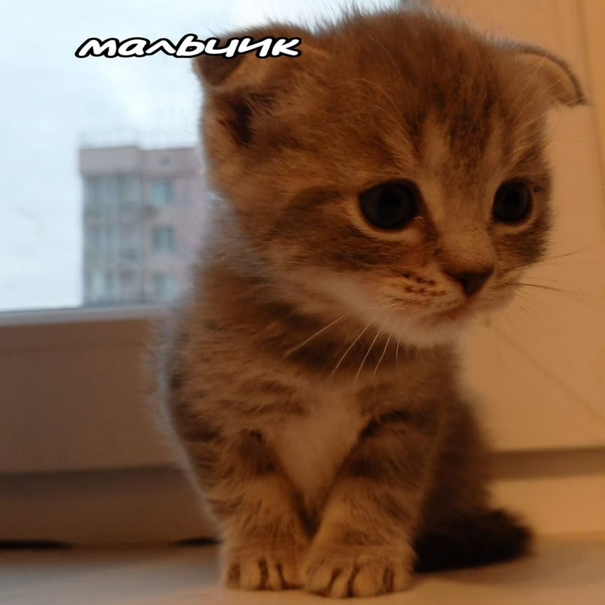 Кошки
