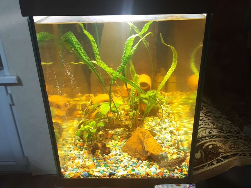 Аквариум с рыбками и всем необходимым + корм